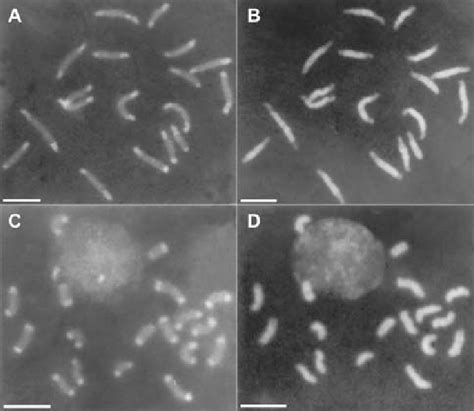 Sequential Staining With Cma 3 Da Dapi In Metaphases Of Melipona Download Scientific Diagram