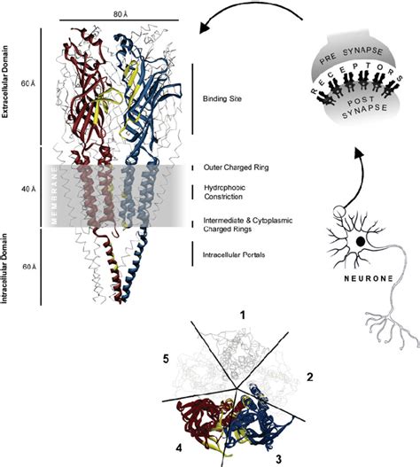 Important Functional Components Of The 5 Ht 3 Receptor A Typical