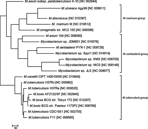 Accessory Gene Tree Clustering Of Mycobacterial Genomes By Sharing The Download Scientific