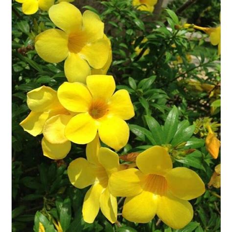 100 Sementes Mini Alamanda Cathartica Com Manual De Cultivo Pronta Entrega Envio Em 24h Shopee