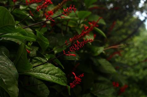 Odontonema Strictum Alev Çiçeği