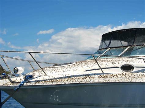 Keep Pests Off Your Boat Big Boaters Of Ontario