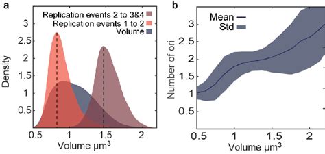 Fig S7 Second Replication During The Late Cell Cycle Supports That