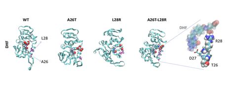 Structural And Computational Biology Molecular Biology Genetics And Bioengineering