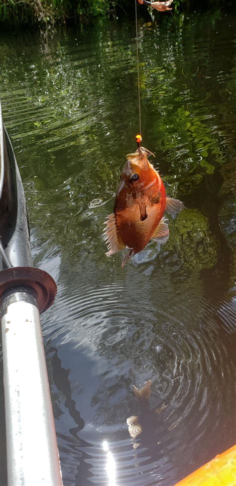 Beautiful Colors On These Redbreasted Sunfish In Fl Rfishing