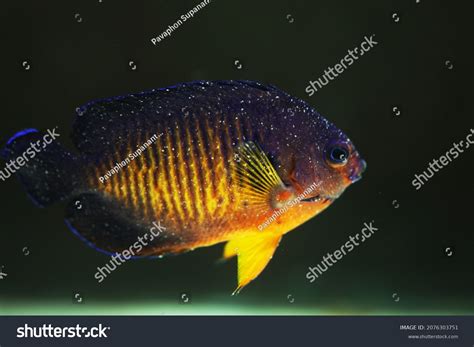 Freshwater Ich Images Stock Photos Vectors Shutterstock