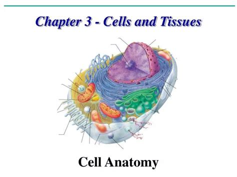PPT Chapter 3 Cells And Tissues Cell Anatomy PowerPoint Presentation ID 484614
