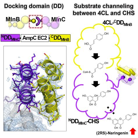 Structural Investigation Of The Docking Domain Assembly From Trans At Polyketide Synthases