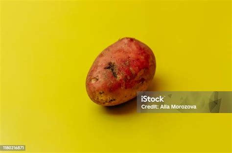 노란색 배경에 벌레 물린 이상한 추한 돌연변이 빨간 유기 고르지 않은 감자 상점 상점에서 거부 된 음식 개념 가난한 품질의 음식 0명에 대한 스톡 사진 및 기타 이미지