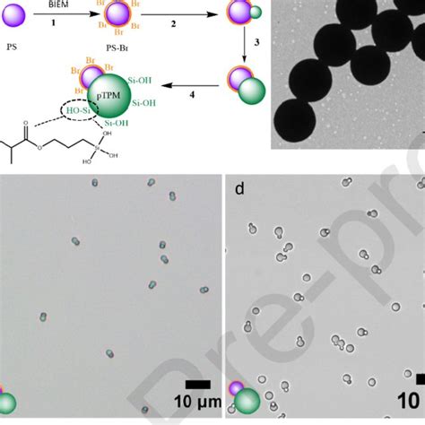 A Schematic Representation Of The Synthesis Of Anisotropic Particles Download Scientific