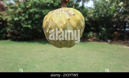 The Custard Apple Annona Reticulata Known In English As Bullocks Heart Or Bulls Heart And