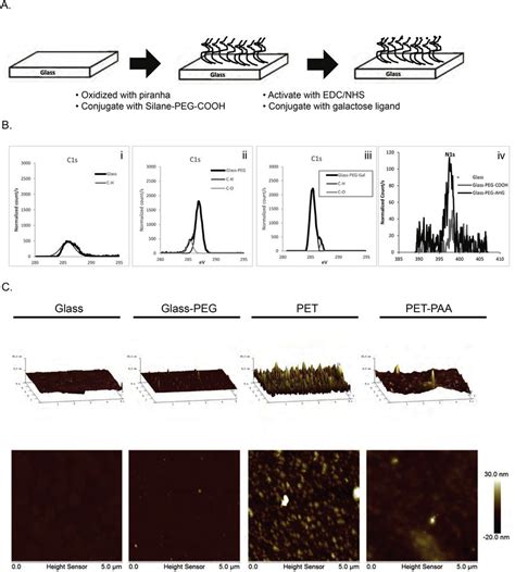 Modification Of Bottom Substrate To Promote Rapid Hepatocyte Spheroid
