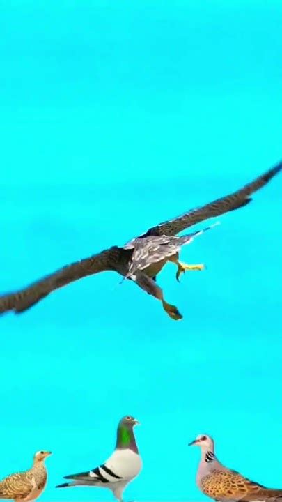 تمرین قبل از کشتار 🕊🕊 کبوترایرانی کبوتربلندپرواز کبوتربازی شکارچی