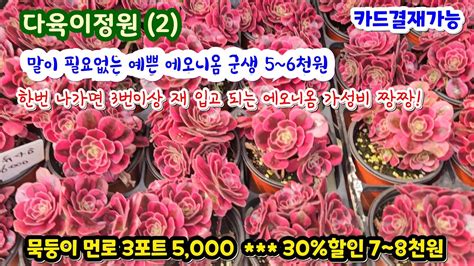 다육이정원 2 만나기 힘든 가격으로 또 왔어요~ 에오니옴 군생 5~6천 먼로 3포트 5천원 30할인 7~8천원
