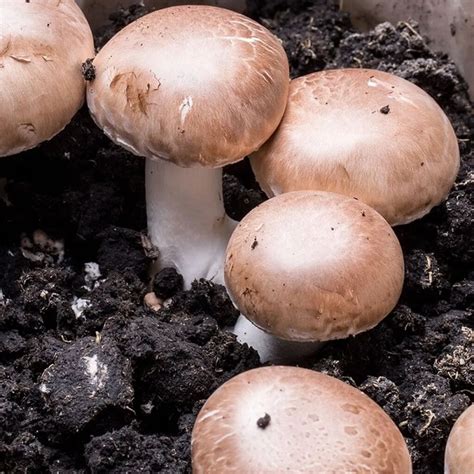 White Button Mushroom Plant Care And Growing Basics Water Light Soil