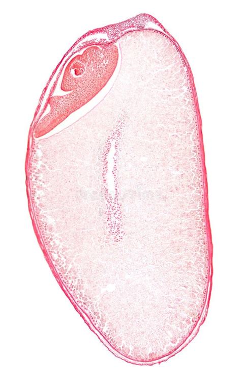 Wheat Grain Cross Section Of A Whole Wheat Berry 8x Light Micrograph