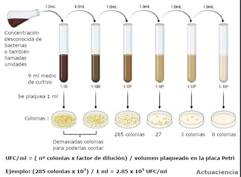Bacterias Actuaciencia Cómo Hacer Diluciones Seriadas Para Cmi