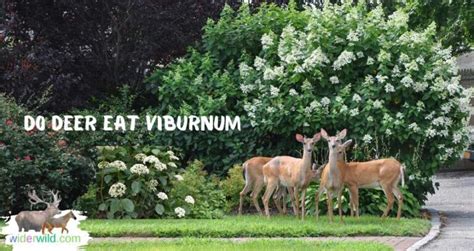 Do Deer Eat Viburnum Explore The Best Outdoor Gear Animal Guides
