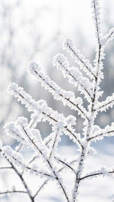 Free Frosted Winter Branches Image Winter Snow Frost Download At