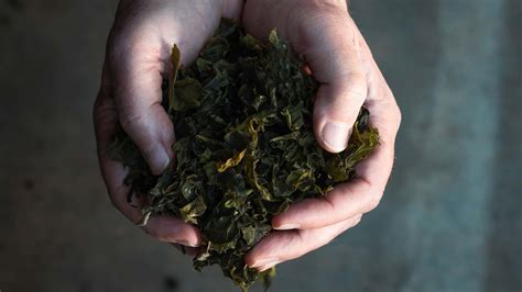 Drying Seaweed Let Oceans Balance Dry Your Seaweed