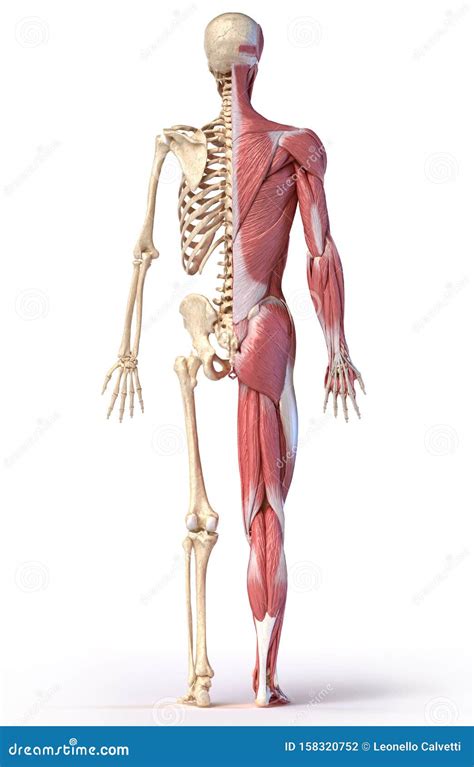 Anatomy Of Human Male Muscular And Skeletal Systems Back View Stock