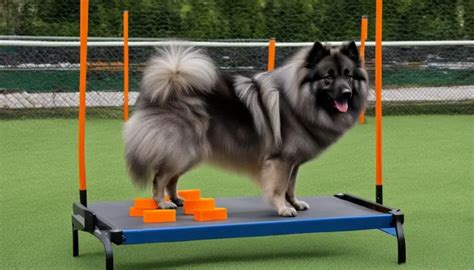 Keeshond Guide Care Tips And Breed Info Articles Factory
