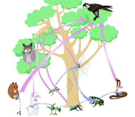 먹이 사슬과 먹이 그물