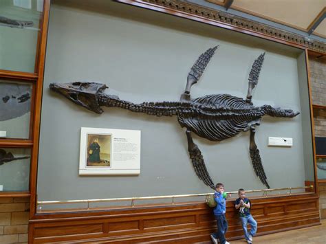 Pliosaurus Facts And Figures
