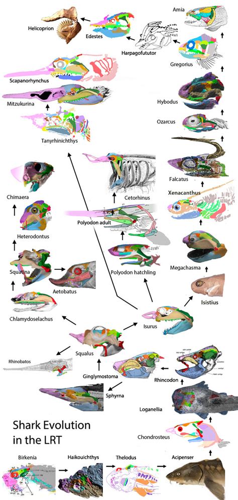 Polyodon Cetorhinus And Bandringa