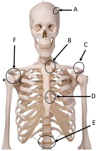Lab 8 Functional Joint Classification Flashcards Quizlet