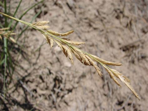Inland Saltgrass Wildland Seed Co
