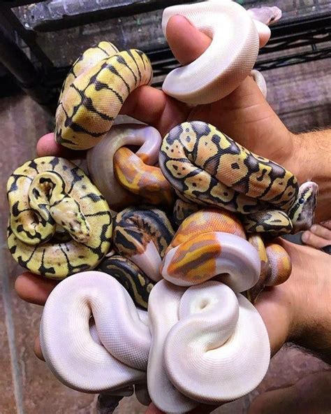 Pin By Deanna Joy Drinnon On Beautiful Snakes Ball Python Morphs