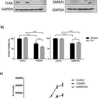 Knockout Of Tlr4 Or Sarm1 Decreases Proliferation And Viability Of Hela