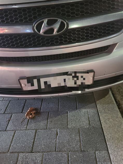 그랜드스타렉스 헤드램프 하향등 전조등 전구💡 교환 오스람 정품 서대문 은평 마포 종로 성북 강북 노원 중랑 양천 구로 관악 강남 서초 송파 구 카센터 Sg모터스 네이버 블로그