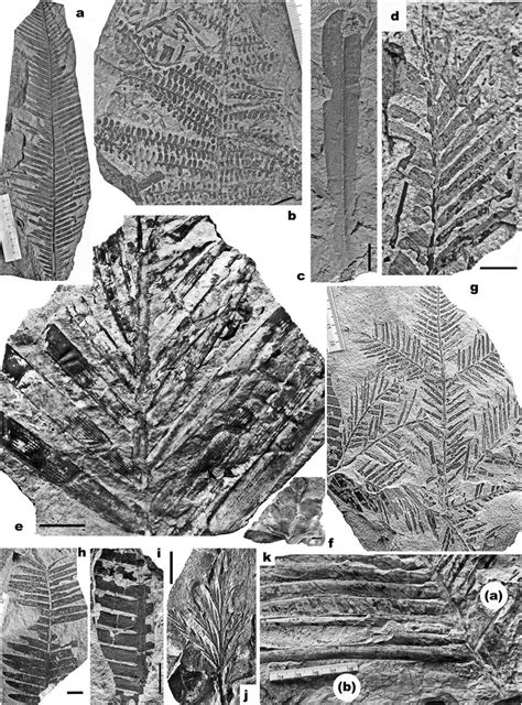 The Typical Fossil Plants Of The Late Lipovtsy Floral Assemblage Upper Download Scientific