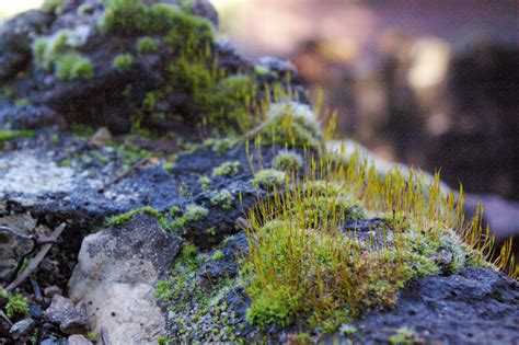 Moss Sex New Discoveries I Heart Moss