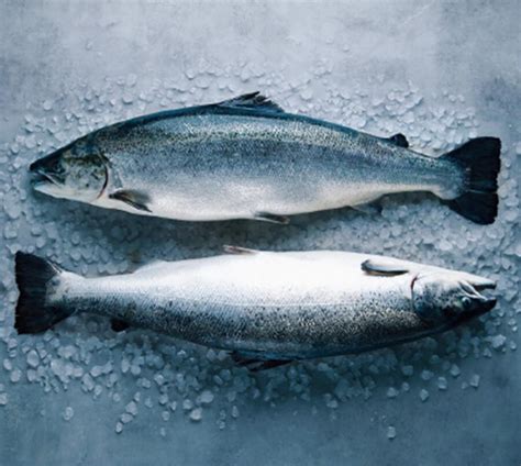 Salmon Whole Hog Hitra Salmon