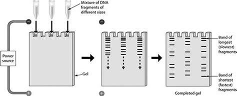 Chapter 12 Review Test Bio 1201 Flashcards Quizlet
