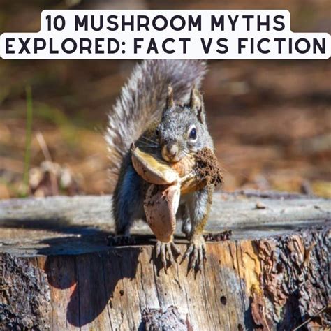 The Train Wrecker Mushroom Identification Foraging And Cooking Mushroom Appreciation