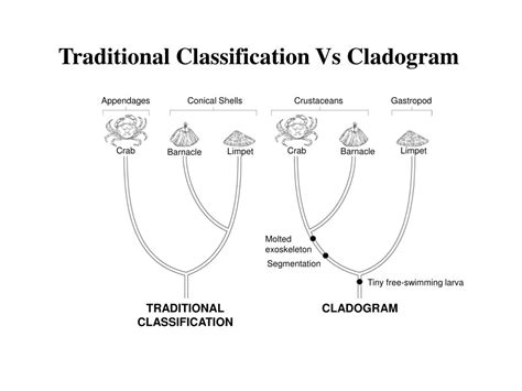 Ppt Modern Evolutionary Classification Notes Ch 182 Powerpoint