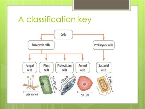 Year 8 Science Seaview High School Ppt Download