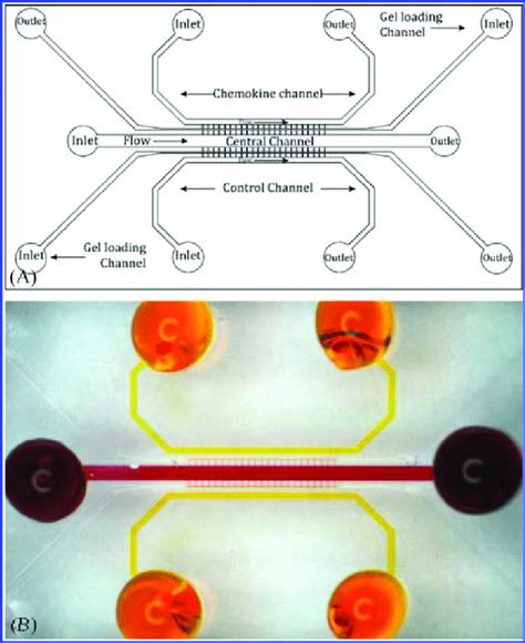 On Chip Design A The Single Cell Migration Device Consists Of A Download Scientific Diagram