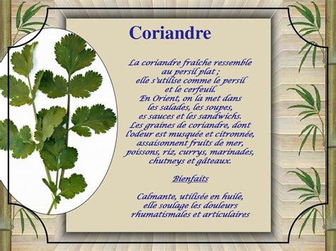 Découvrez toutes les fines herbes - ppt télécharger