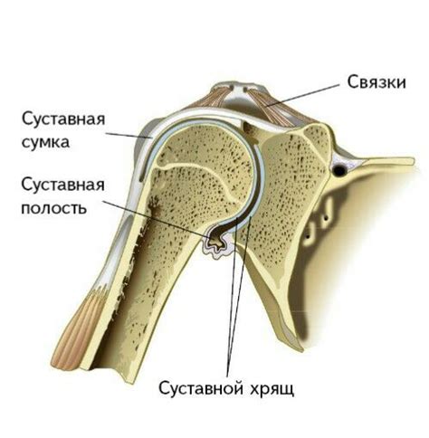 Строение плечевого сустава | Плечевой сустав, Учащиеся медучилища, Биология