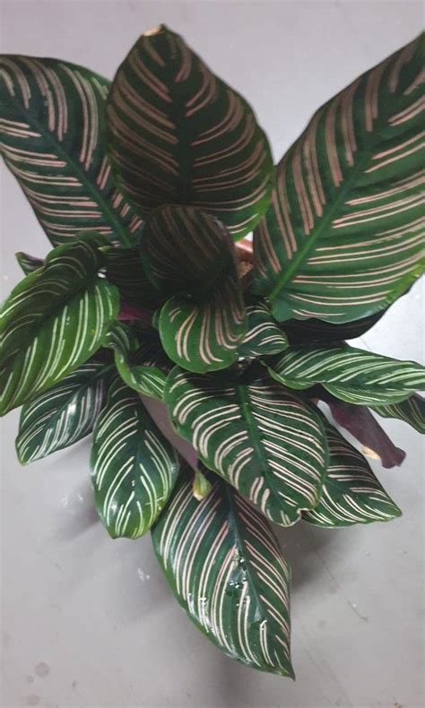 Calathea Ornata Pink Variegated Plant Bushy Healthy Happy Plant