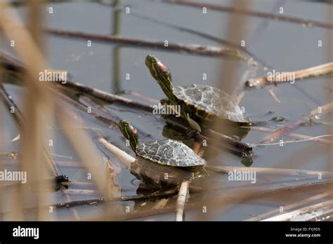 Juvenile Red Eared Sliders Trachemys Scripta Elegans Basking At Tingley Beach Albuquerque Juvenile Red Eared Sliders Trachemys Scripta Elegans Basking At Tingley Beach Albuquerque