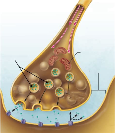 Ch Axon Terminal Diagram Quizlet