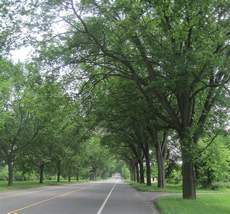Allee® Lacebark Elm 60x40