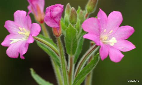 Flores Hechas Con Semillas
