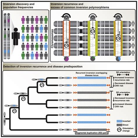 Recurrent Inversion Polymorphisms In Humans Associate With Genetic